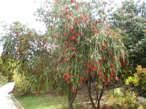 Callistemon Viminalis Trees For Sale Uk Uk