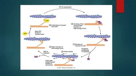 Excitation Contraction Coupling Pptx