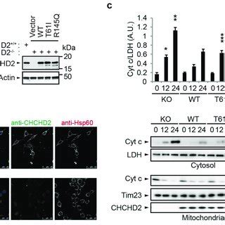 A Model For Roles Of Chchd2 In Mitochondria A Chchd2 In