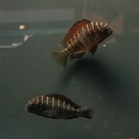 Tropheus Moorii Chimba Red Variant