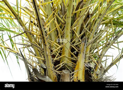 Fresh Spine Tree Isolate On White Background Can Use To Display Or Montage On Product Stock