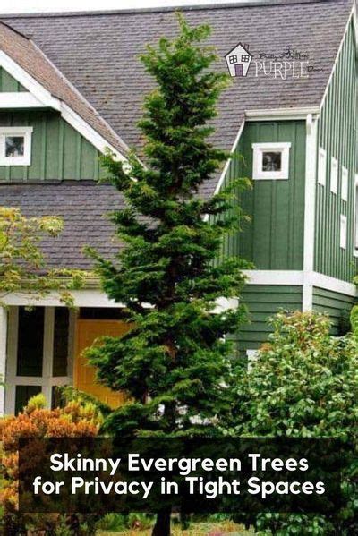 Narrow Trees For Small Yards Japanese Spruce Tree Unique Evergreen