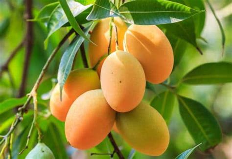 கடிதம் எழுதியதுடன் ஒதுங்கிய தமிழக அரசு மா விவசாயிகளுக்கு ரூ 150 கோடி நஷ்டம்