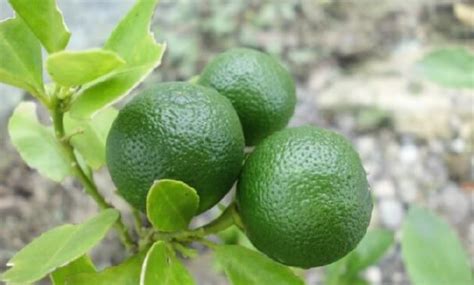 Klasifikasi Dan Morfologi Tanaman Jeruk Nipis Ilmu Pertanian