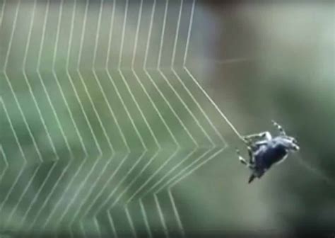 Amazing Spider Web Construction Close Up