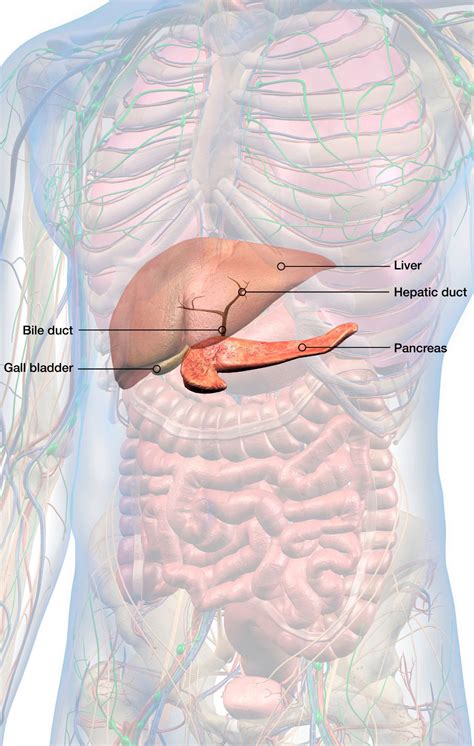 Cholangiocarcinoma Diagram Cholangiocarcinoma Diagram