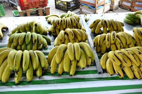 Bunches Of Dwarf Bananas Musa Spp At The Market Stall Stock Image Image Of Curly Lettuce