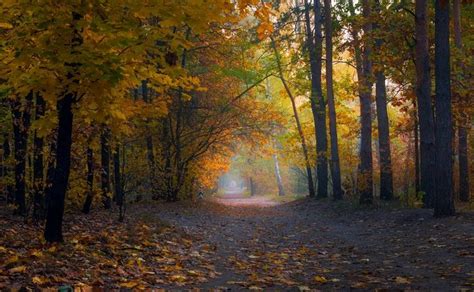 Фотография фотографа Эта красавица осень