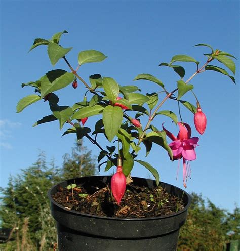 Fuchsia Magellanica Tips And Care Guide