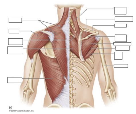 Superficial Muscles Posterior Diagram Diagram Quizlet