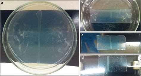 The Different Steps Of The Maldi Msi Sample Preparation Workfl Ow A Download Scientific