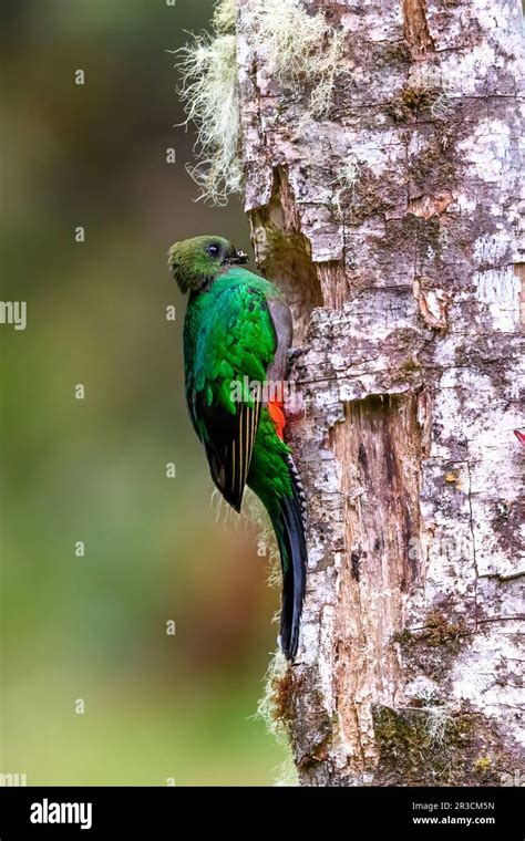 Female Resplendent Quetzal Pharomachrus Mocinno At Its Nesting Site