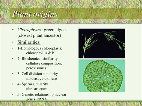 Botany Plant Diversity Ppt Download