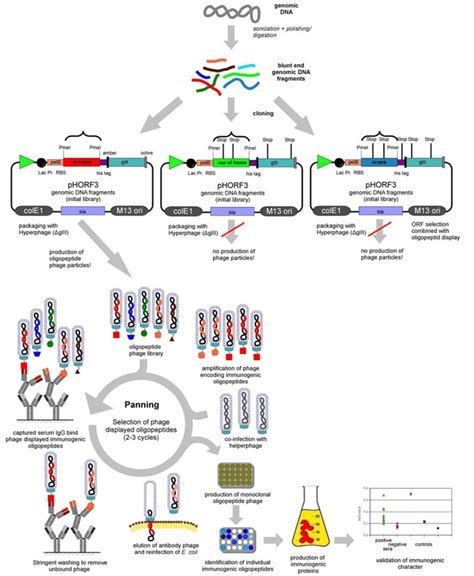 噬菌体展示原理及技术解析 抗体
