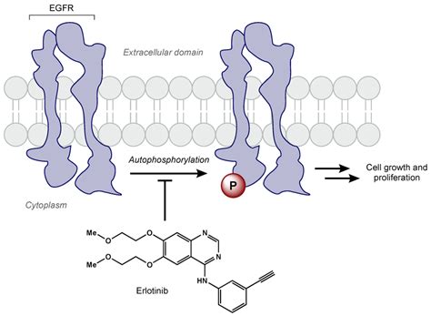 Erlotinib Reversibly Inhibits Egfr Tyrosine Kinase Activity Which