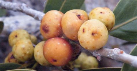 Ficus Ilicina Plantzafrica