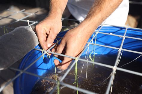 How To Make Compost Tea Roots And Refuge