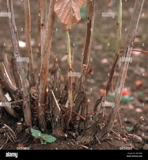 Raspberry Root Rot Phytophthora Fragariae Var Rubi Lesions On Raspberry Cane Regrowth Stock
