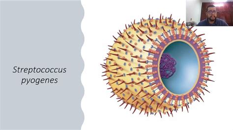 5 Streptococcus Pyogenes Youtube