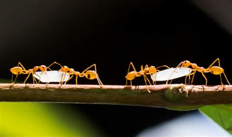 Berbagai Manfaat Diciptakannya Semut Dalam Kehidupan