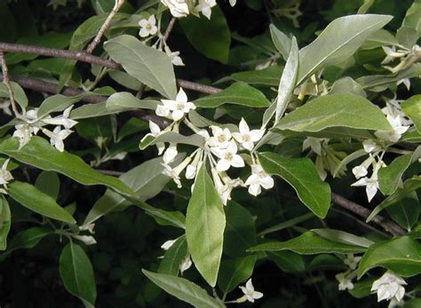 Privet Hedge Flowers