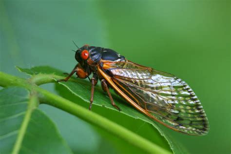 17 300 Cigarra Fotos De Stock Imagens E Fotos Royalty Free Istock