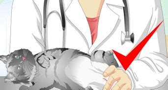 How To Determine The Sex Of A Cat 7 Steps With Pictures