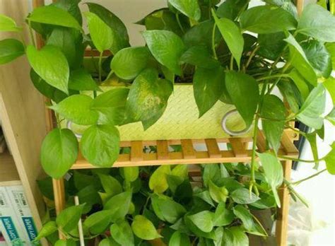 盆栽養殖花草夏季常爛根盆底放上4種東西再也無需擔心 每日頭條