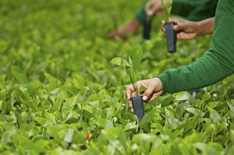 Why Man Made Cellulosic Fibers May Amplify Accelerate Sustainability