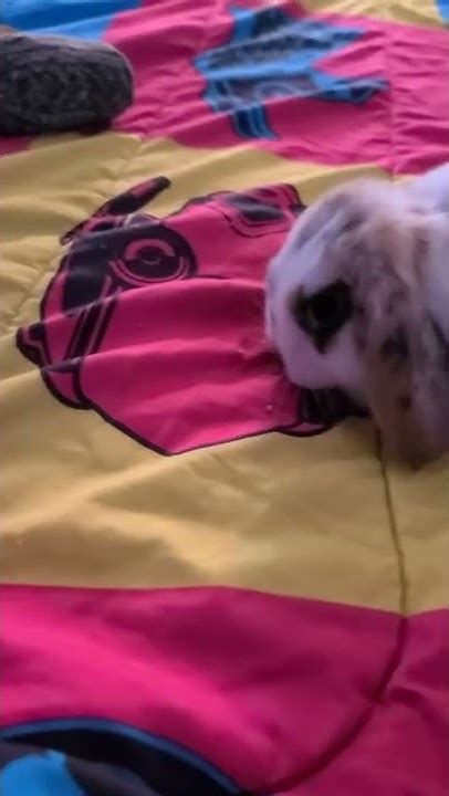 ארנבון ארנב שפן חולה על במבה במבה Shock Bunny Loves To Eat This Youtube