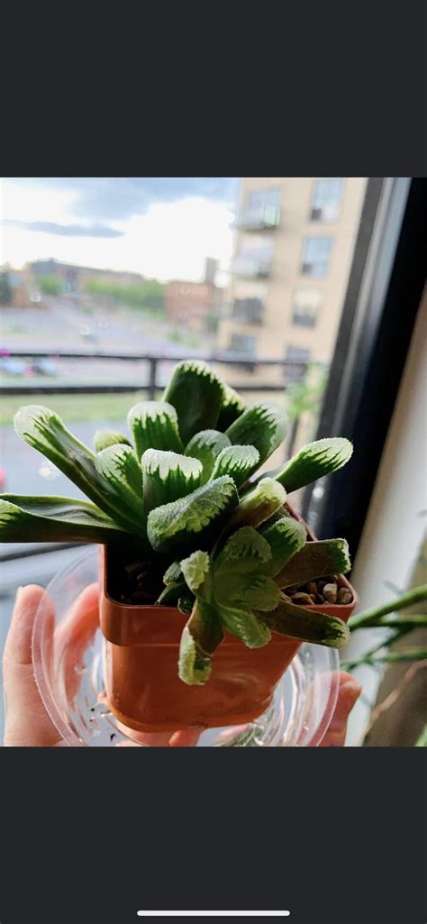 Can Anyone Help Me Id This Plant Rhouseplants