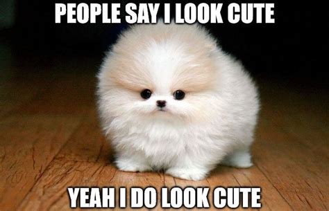 25 Cute And Funny Memes To Make You Feel Better