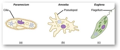 Biology 2 Chapter 23 Protists Flashcards Quizlet