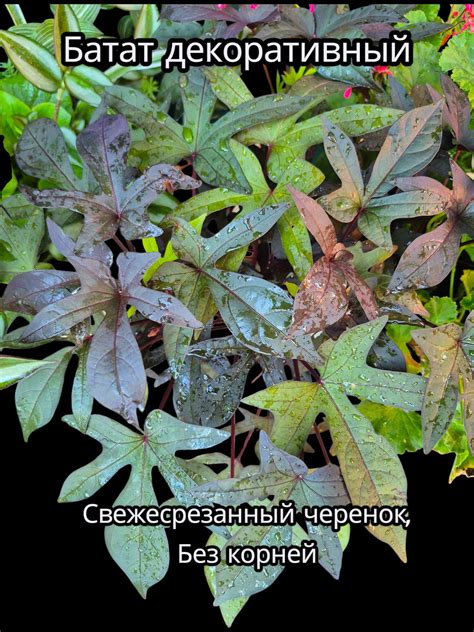 Семена батата сладкий картофель — купить по низкой цене на Яндекс Маркете