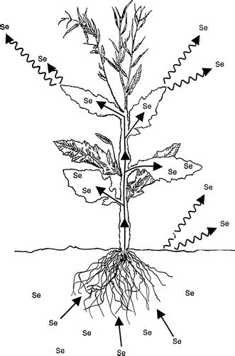 Selection Of Salt And Boron Tolerant Selenium Hyperaccumulator Stanleya Pinnata Genotypes And