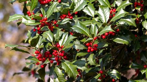 Plant Features American Holly The Jump