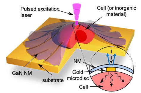 Thermal Transport Biosensor Distinguishes Different Types Of Cancer Advanced Science News
