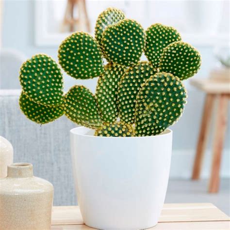 Опунция: уход в домашних условиях, пересадка и размножение, виды