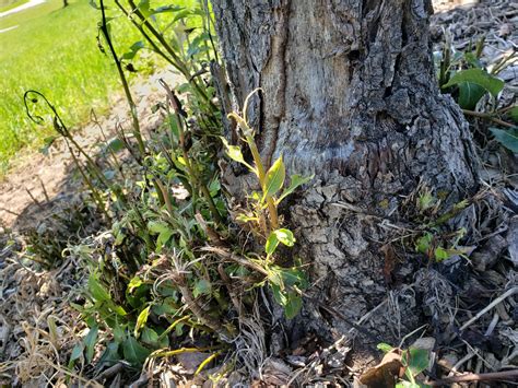 How To Stop Sprouts From Stumps And Trees Arbortec Tree Service