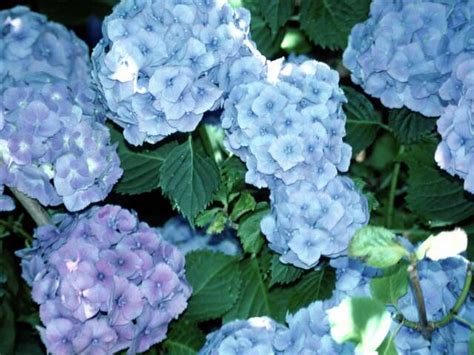 How To Prune An Everblooming Hydrangea