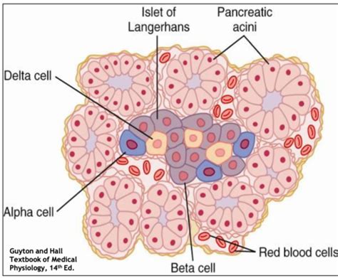 Endocrine Pancreas Flashcards Quizlet