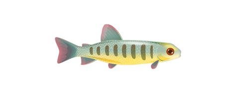 Species And Lifecycle Pacific Salmon Foundation