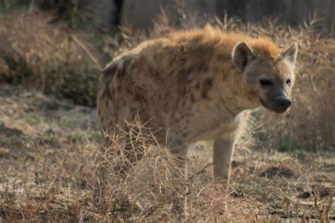 What Does It Mean To Dream Of A Hyena Explore Your Dream Life