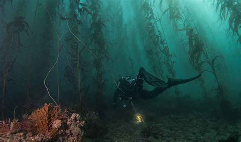 Arpa E 5 Million To Explore Macroalgae Mineral Extraction