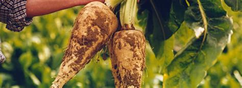 Prebiotic Effect Evidenced For Chicory Root Fibers By The First