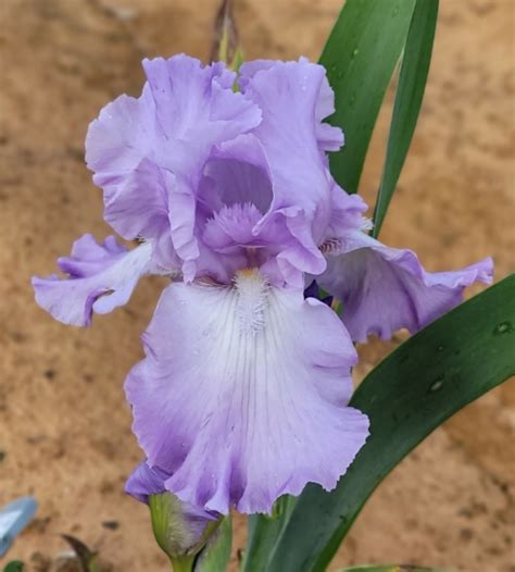 Mary Frances Brendas Joy Iris