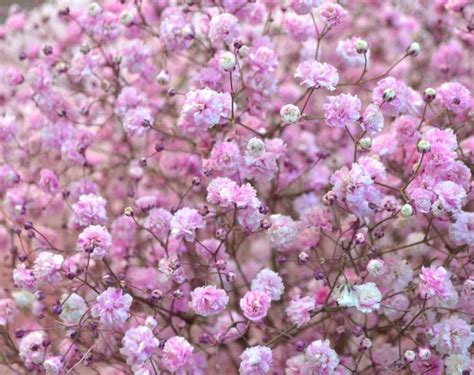 Нежный букет с гипсофилой | Plants, Grapes, Fruit