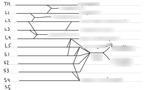 Lumbar And Sacral Plexus Diagram Quizlet