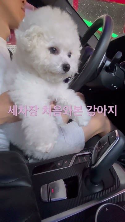 세차하러갔는데 잔뜩 긴장한 강아지긴장풀어😂😂😂 Youtube
