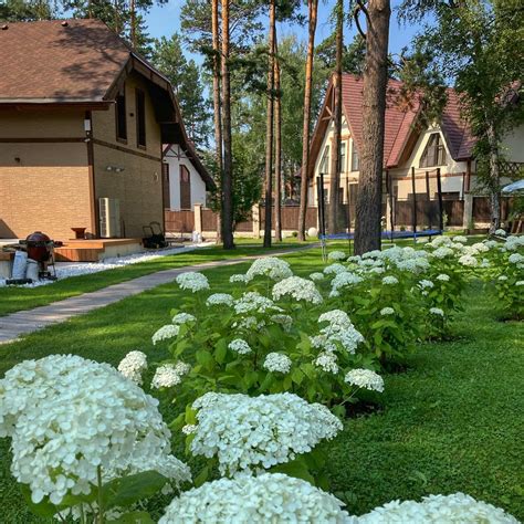 Гортензии в ландшафтном дизайне загородного дома 62 фото красивые картинки и Hd фото